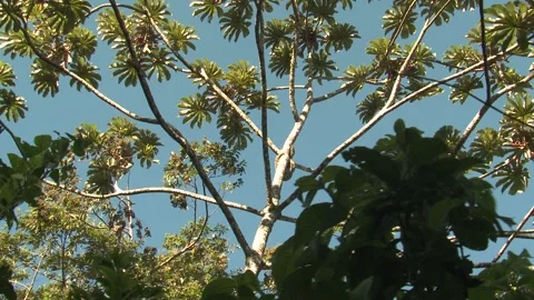 Sloth Toes Stock Videos – Royalty-Free HD & 4K Videos