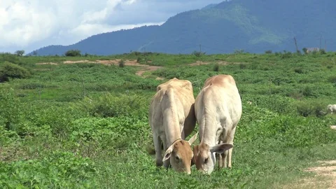 Zoom in cow gazing grass in the meadow. | Stock Video | Pond5