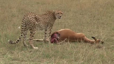 Pregnant Zoom Stock Videos – Royalty-Free HD & 4K Videos