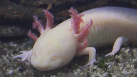 Axolotl Stock Videos – Royalty-Free HD & 4K Videos | Pond5