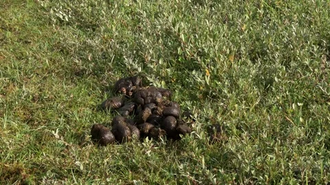 Horse Pooppooping Stock Video Footage | Royalty Free Horse Pooppooping ...