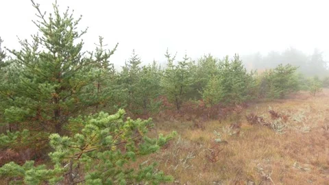 Forest Zoom Out Stock Video Footage | Royalty Free Forest Zoom Out ...