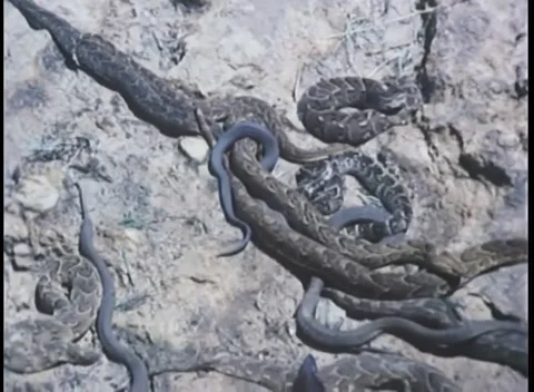 Large Snakes Stock Video Footage | Royalty Free Large Snakes Videos | Pond5