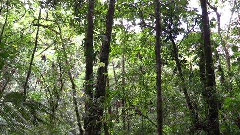 Zoom in Mantled Howler Monkey Troop Monk... | Stock Video | Pond5