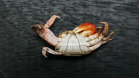 Zoom in on molted male crab shell showin... | Stock Video | Pond5