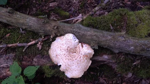 Zoom in mushroom in radioactive Chernoby... | Stock Video | Pond5