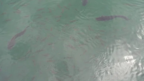 Zoom out huge mutant catfish in Chernoby... | Stock Video | Pond5