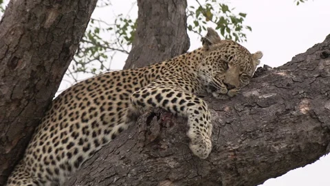 Zoom out from leopard heavy breathing as... | Stock Video | Pond5