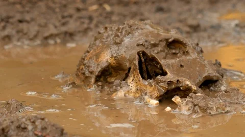 Zoom out of partially buried human skull... | Stock Video | Pond5