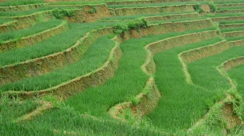 Zoom Out of Scenic Rice Farm Terraces in... | Stock Video | Pond5