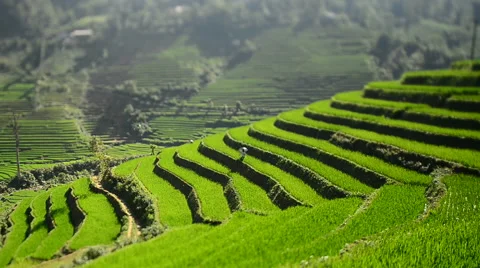 Zoom Out - Scenic Rice Farm Terraces - N... | Stock Video | Pond5