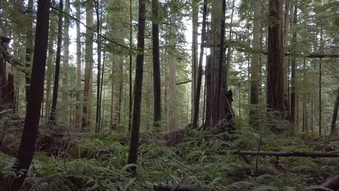 Forest Zoom Out Stock Video Footage | Royalty Free Forest Zoom Out ...