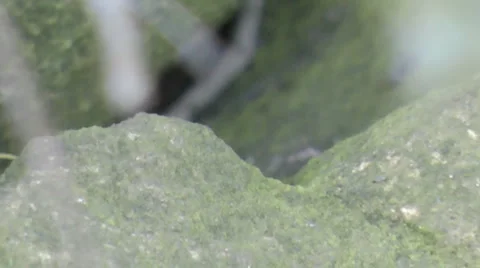Zoom out stone concealed in hedge reveal... | Stock Video | Pond5