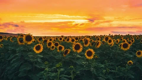 Zoom out view dramatic Sunset sky behind... | Stock Video | Pond5