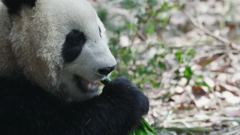 zoom out view of of lovely giant panda b... | Stock Video | Pond5