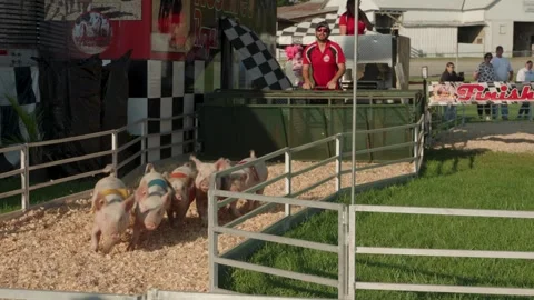 zoom, pan, follow shot of pig races at t... | Stock Video | Pond5