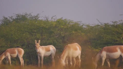 Zoom in shot of group of Indian wild ass... | Stock Video | Pond5