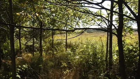 Trees Thicket Stock Video Footage | Royalty Free Trees Thicket Videos ...