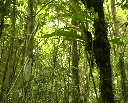 Zoom to wax-tailed bug in the rainforest | Stock Video | Pond5