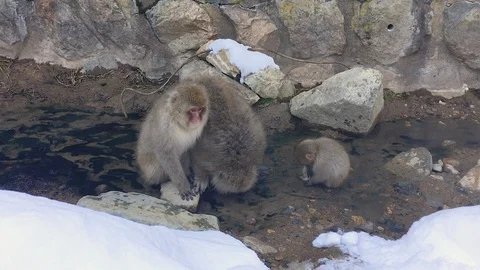 Zooming in the monkey family mom looking... | Stock Video | Pond5