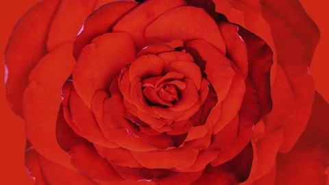 Zooming red roses on a red background. M... | Stock Video | Pond5
