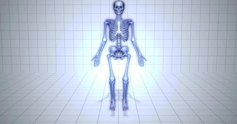 Zooming to skeleton - human anatomy conc... | Stock Video | Pond5