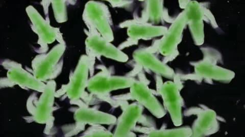 Zooplankton. The amazing world under the... | Stock Video | Pond5
