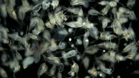Zooplankton and plankton of the White Se... | Stock Video | Pond5