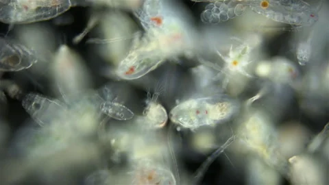 Zooplankton and plankton of the White Se... | Stock Video | Pond5
