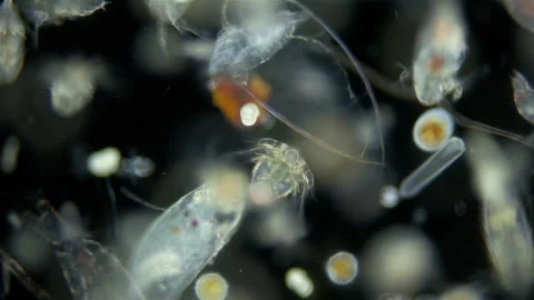 Zooplankton and plankton of White Sea un... | Stock Video | Pond5