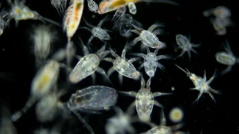 Zooplankton and plankton of White Sea un... | Stock Video | Pond5