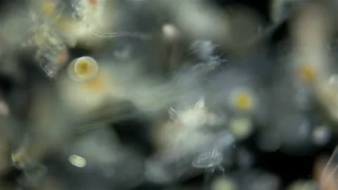 Zooplankton and plankton of White Sea un... | Stock Video | Pond5