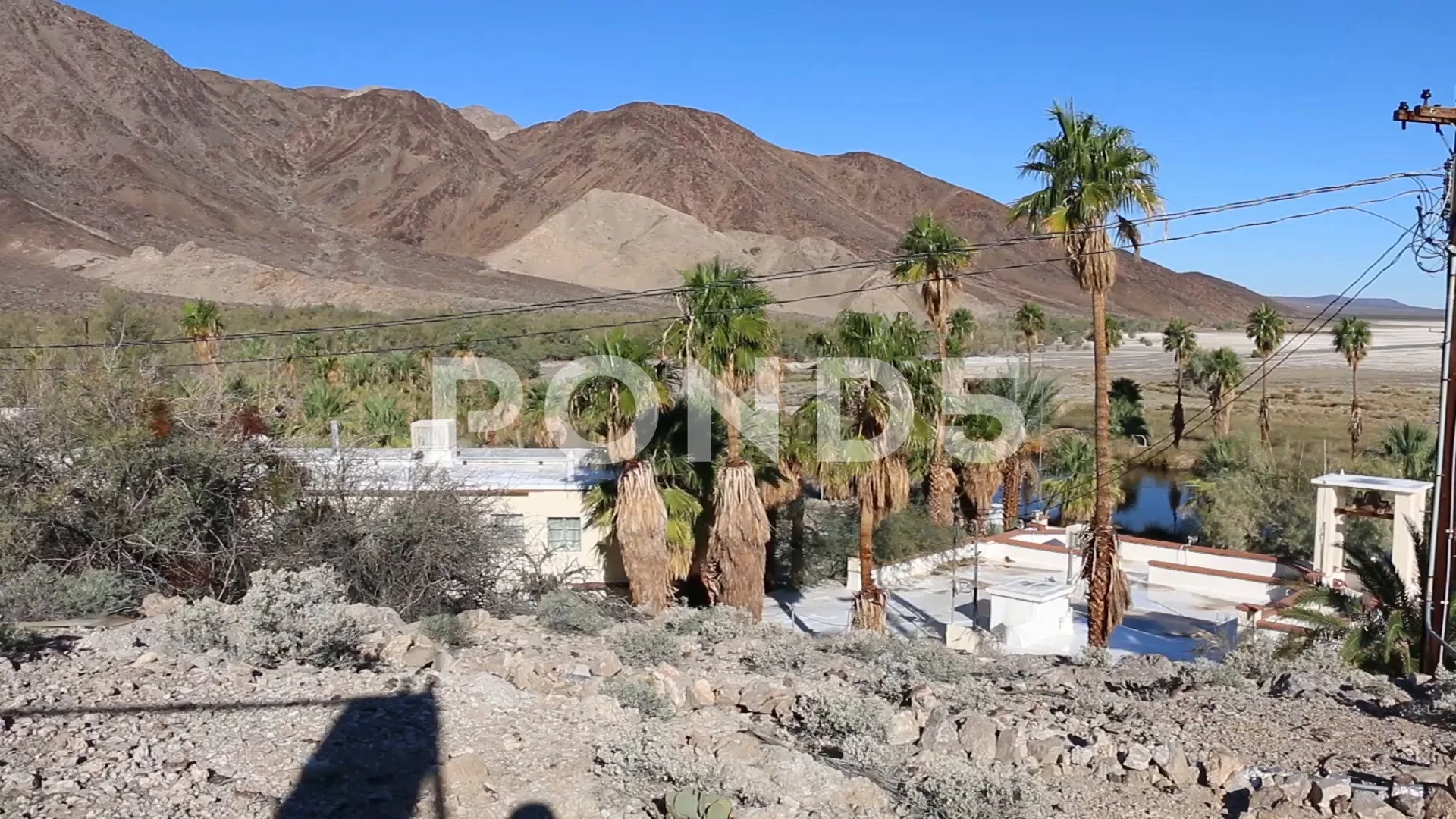 Curtis Howe Springer